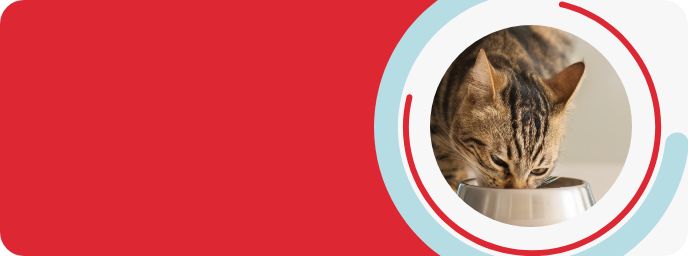 Cat Food & Cat Treats for All Ages | PetSmart