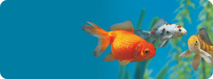 Pet Fish - Live Shrimp, Barb, Goldfish, Minnows, Betta & Cichlids ...