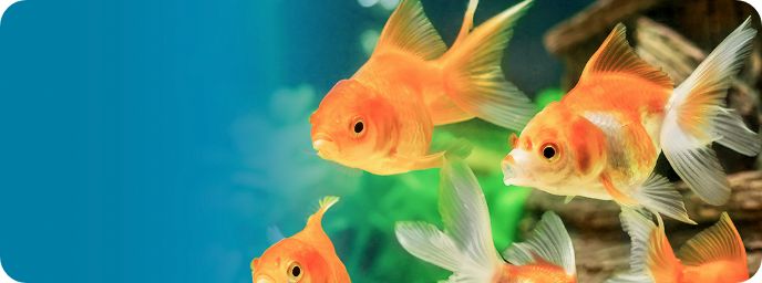 Fish Store - Pet Goldfish Supplies & Tank Accessories | PetSmart