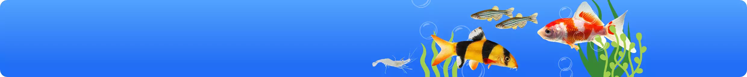 Pet Fish - Live Shrimp, Barb, Goldfish, Minnows, Betta & Cichlids ...