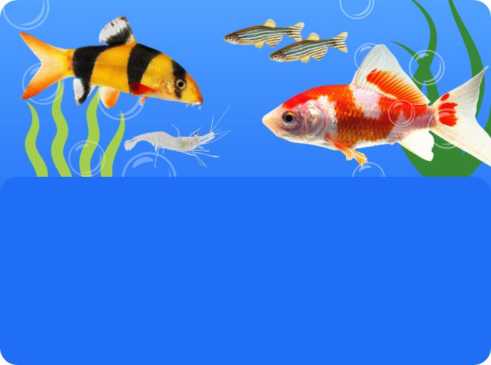 Pet Fish - Live Shrimp, Barb, Goldfish, Minnows, Betta & Cichlids ...