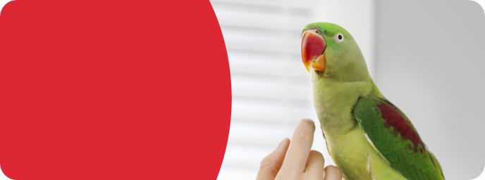 Pet Birds for Sale: Finches, Parakeets, Conures & More | PetSmart