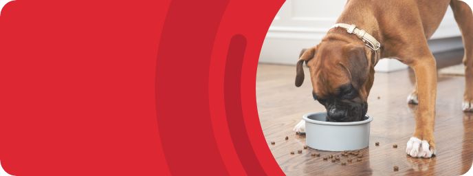 Dog Food - Healthy, Fresh Dog Food | PetSmart