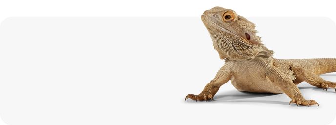Bearded Dragon Lighting & Heat Lamps | PetSmart