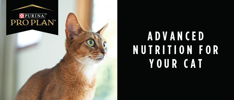 Purina® Pro Plan® Cat Food & Kitten Food | PetSmart