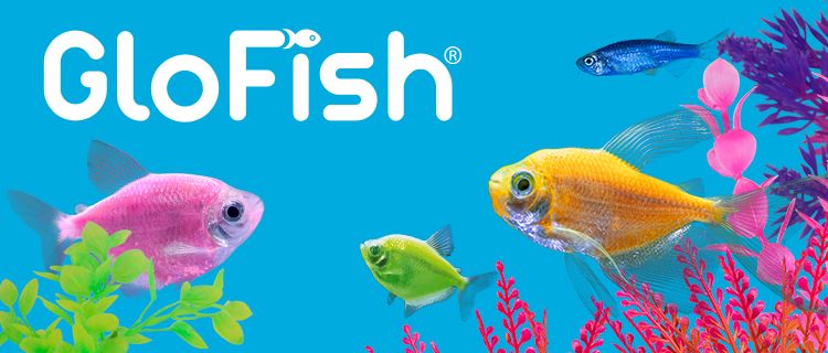 GloFish® Tanks, Lights & Kits & Fish | PetSmart