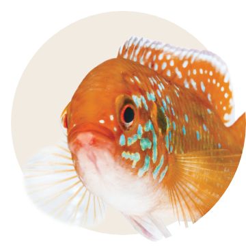 Pet Supplies, Accessories, and Pet Food - Pet Stores | PetSmart