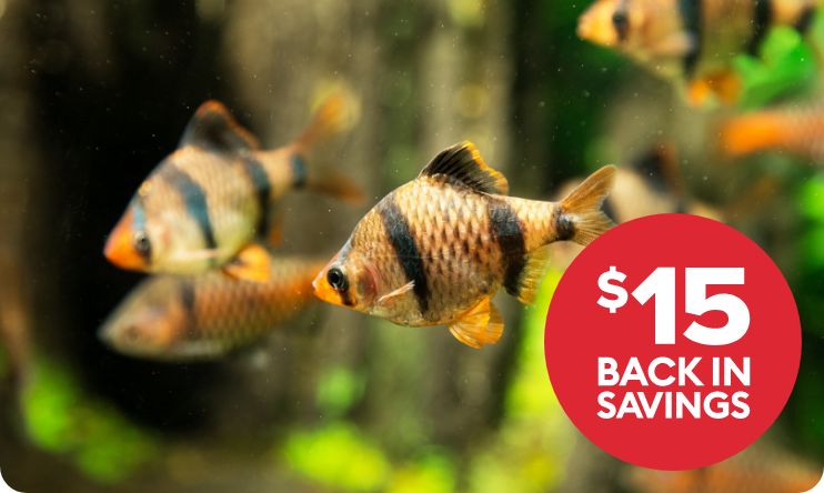 Pet Supplies, Accessories, and Pet Food - Pet Stores | PetSmart