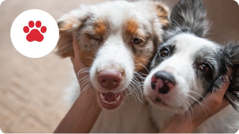 Mobile App Landing Page | PetSmart Canada