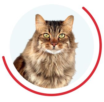 Pet Supplies, Accessories, and Pet Food - Pet Stores | PetSmart