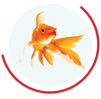 Pet Supplies, Accessories, and Pet Food - Pet Stores | PetSmart