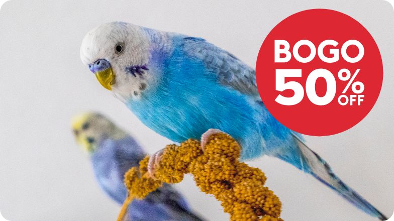 Pet Birds for Sale: Finches, Parakeets, Conures & More | PetSmart
