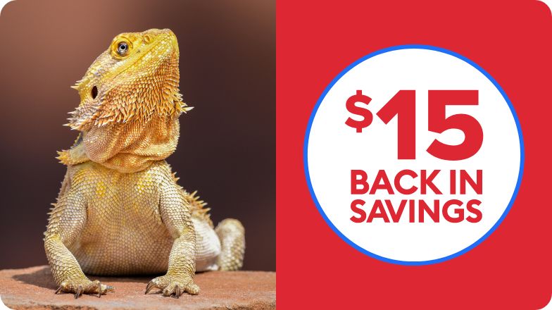 Pet Lizards - Live Chameleons, Anoles, Geckos & Bearded Dragons | PetSmart
