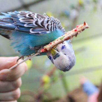 Bird Cages - Large & Small Bird Cages | PetSmart