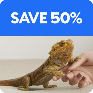 Pet Lizards - Live Chameleons, Anoles, Geckos & Bearded Dragons | PetSmart