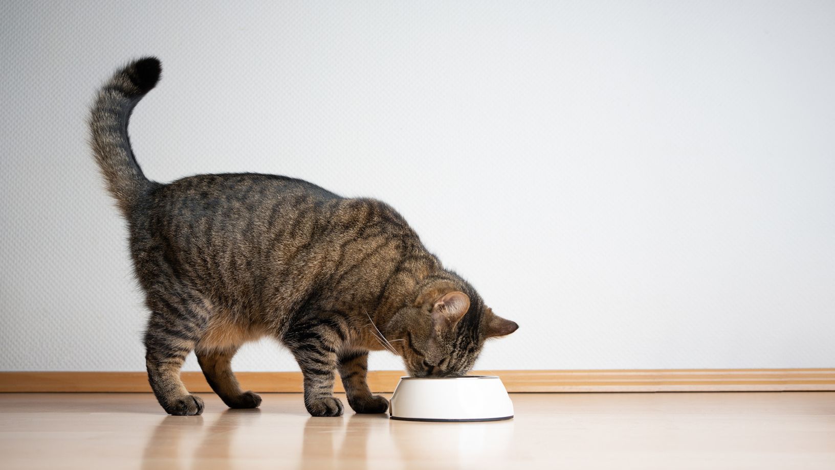 Pet Supplies, Accessories, and Pet Food - Pet Stores | PetSmart