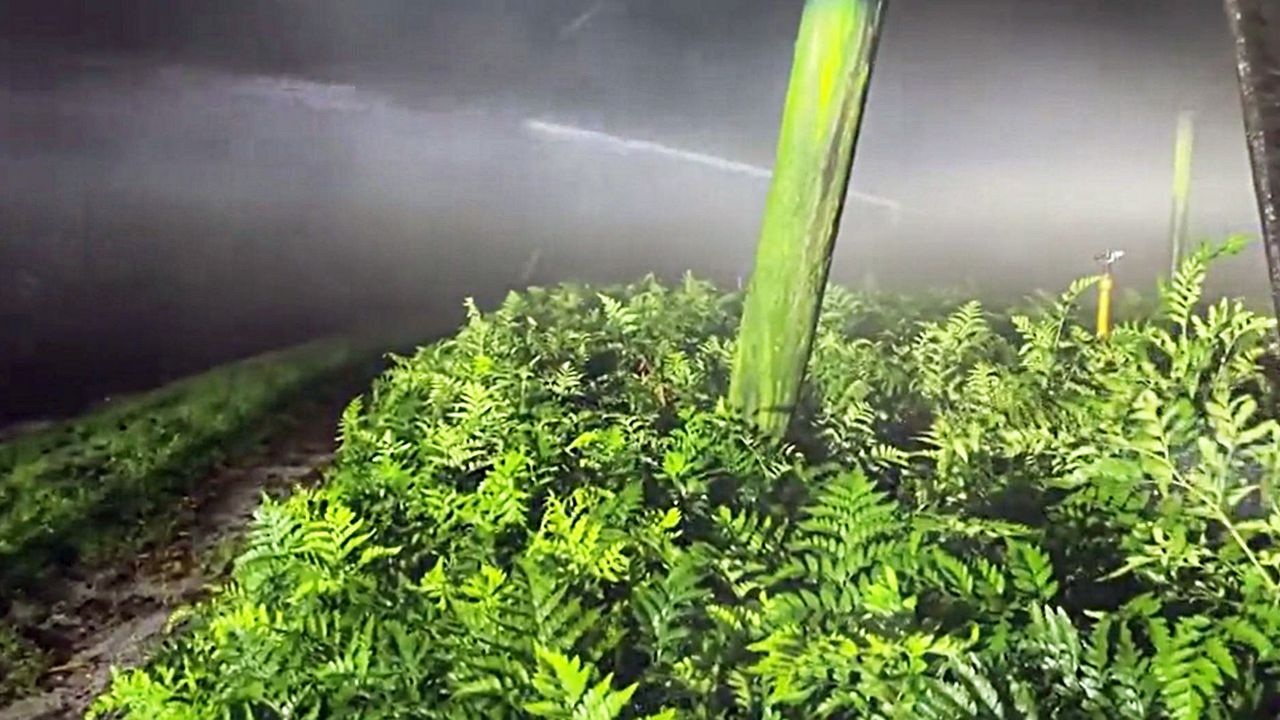 Fern business scrambling to protect crop during cold snap