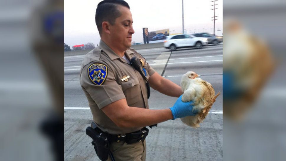 California Highway Patrol wrangles chickens off road