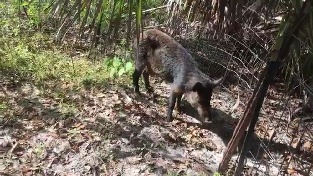 Trapper Pulls Night Shift in Catching Wild Pigs