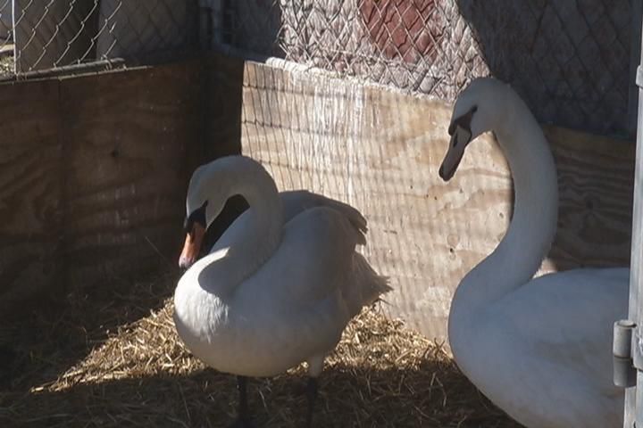 Bird Rescue Needs Help Soaring to New Heights