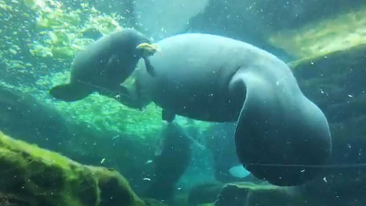 SeaWorld's Inside Look Offers Behind-the-Scenes Tour