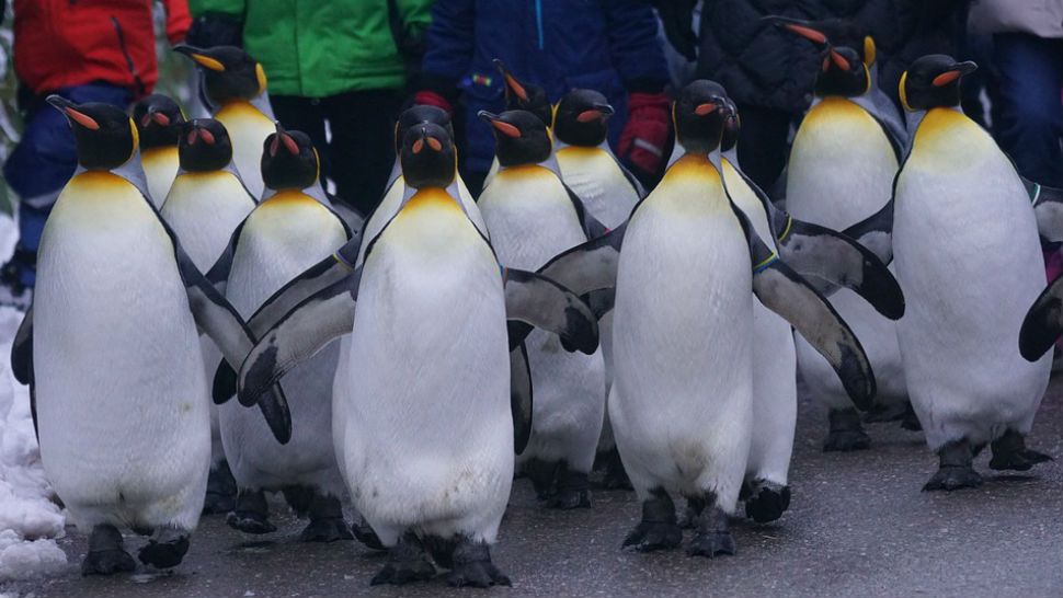 How to prevent slips, trips and dips on ice