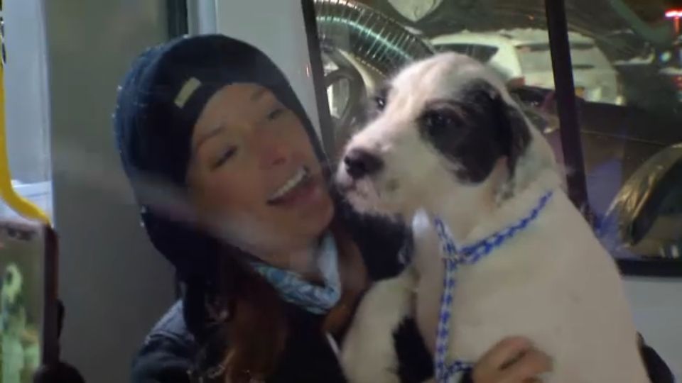 Rochester Rescue Group Helps Save 51 Dogs From Kill Shelter