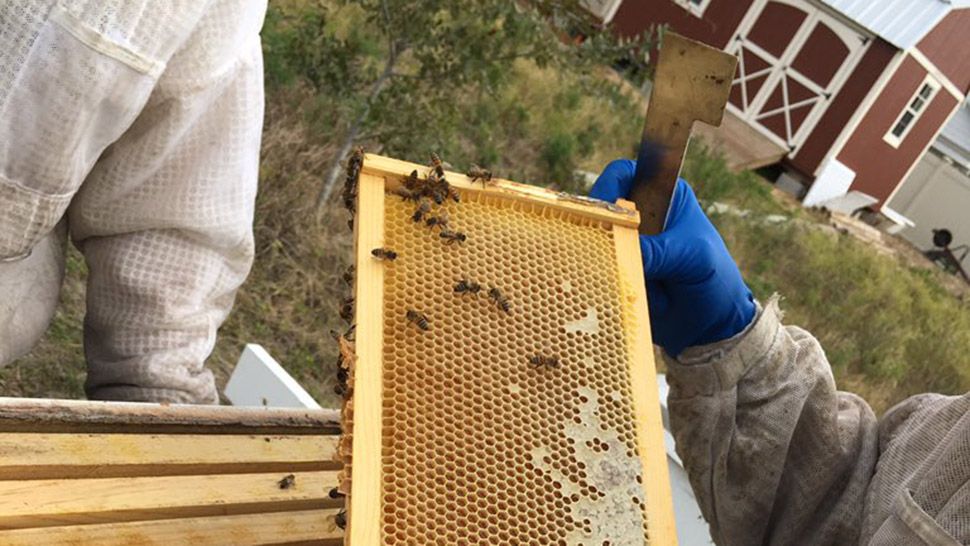 Raleigh Native 'Suits Up' to Save the Honey Bees