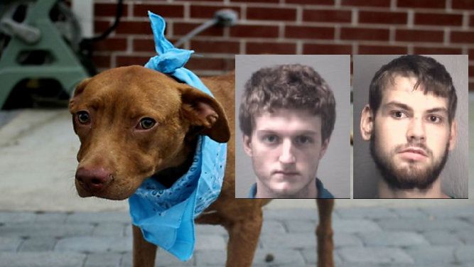 2 facing animal cruelty charges after dog had to be euthanized