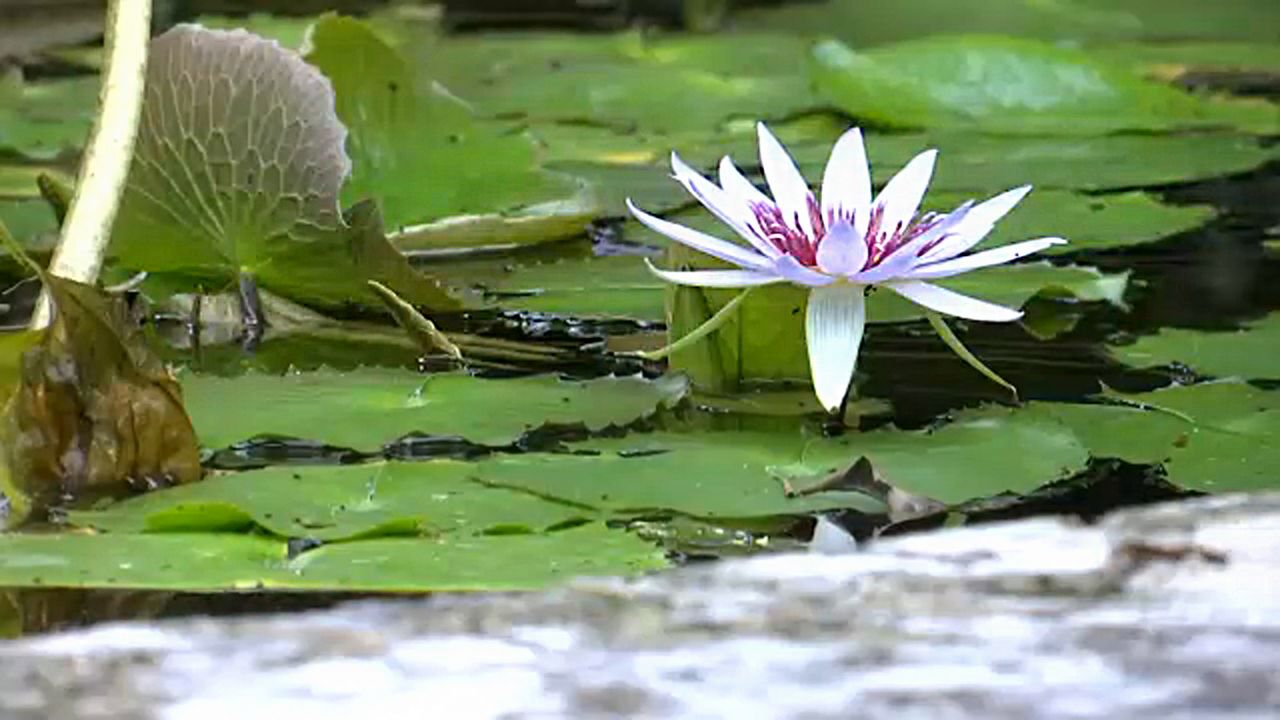 Florida on a Tankful: Sightseeing Kampong’s Botanical Garden