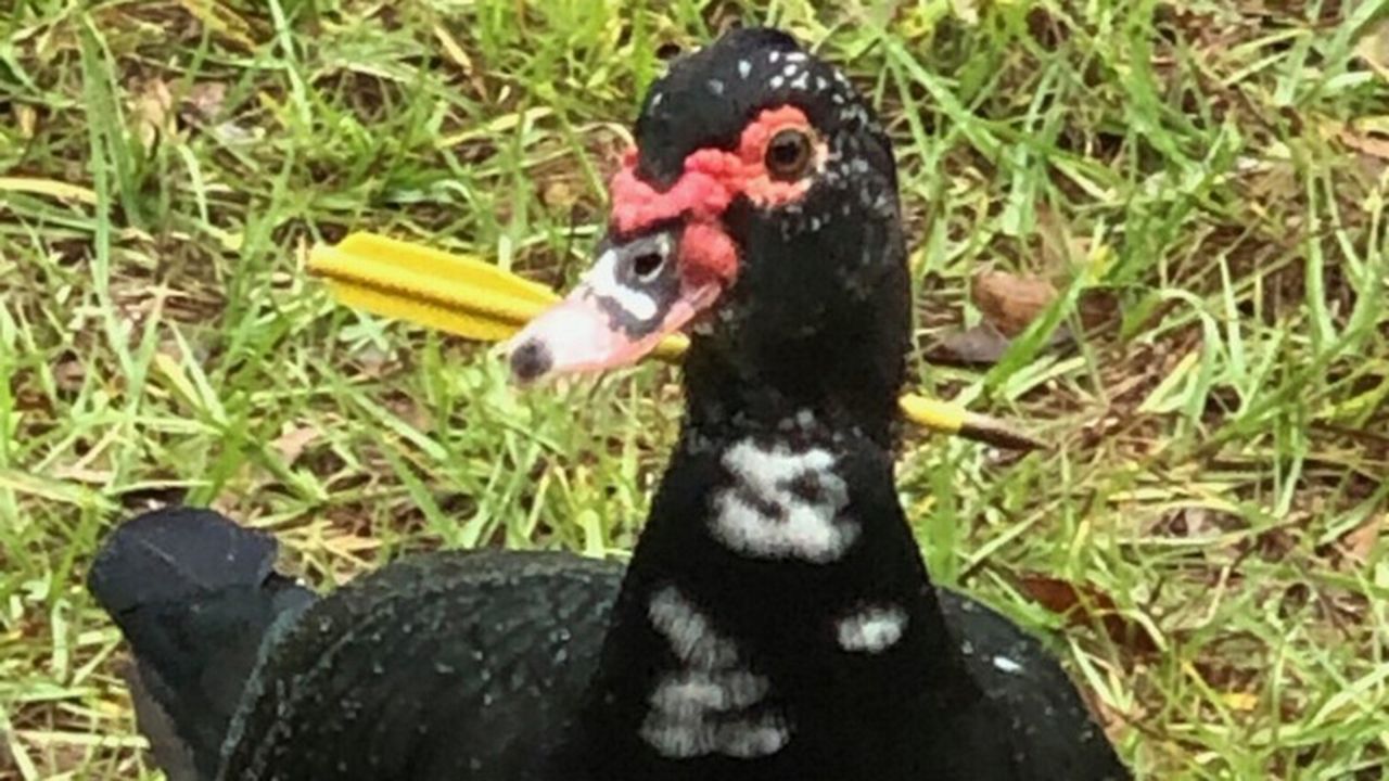 Duck with Dart in Neck Spotted in Carrollwood Area