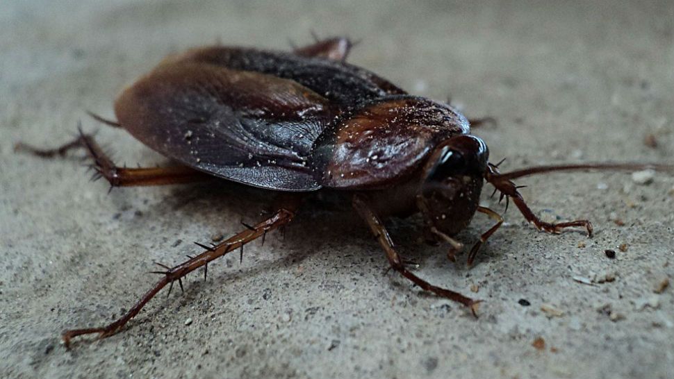 Some Roaches Are Becoming Resistant To Pesticides