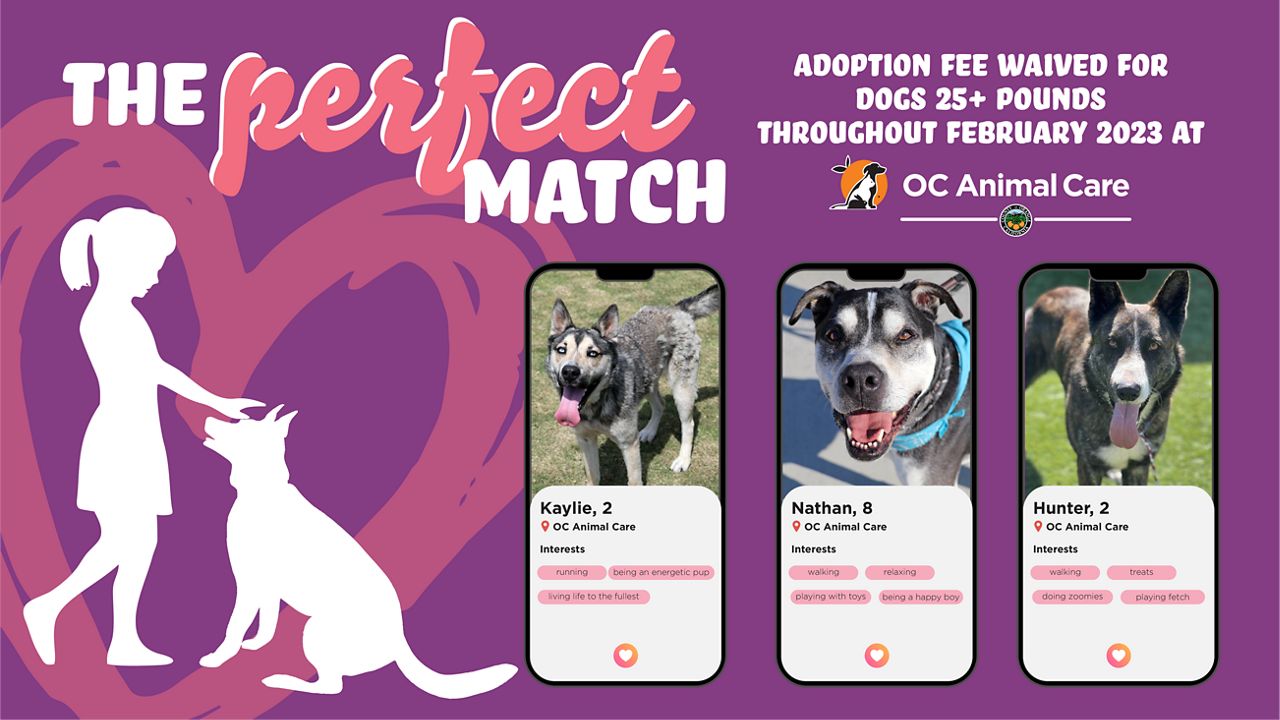 OC Animal Care: Adopt dogs 25 pounds and larger for free
