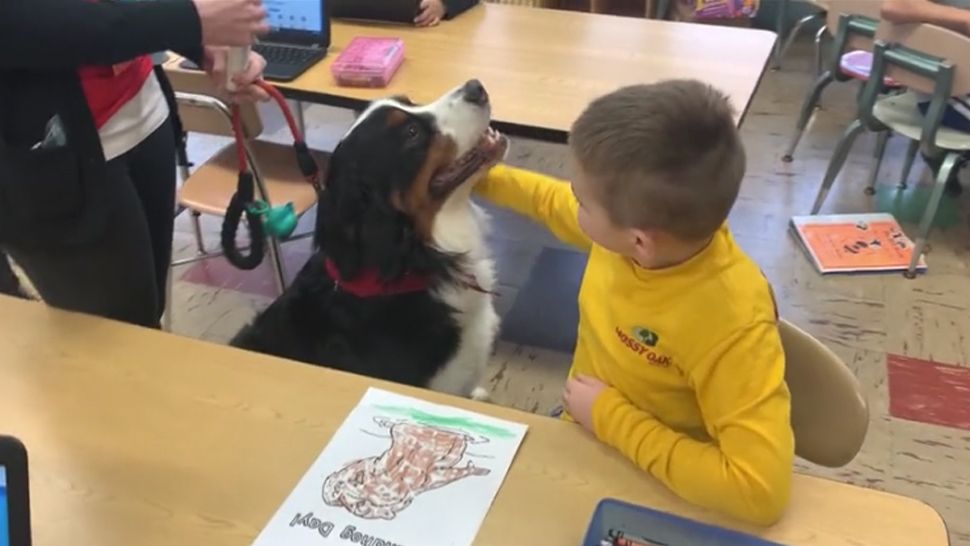 Therapy Dog Helping Kids Feel Calmer