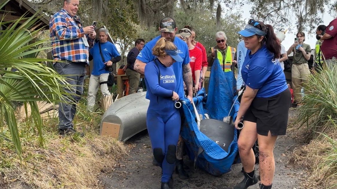 Manatees rehabilitated at SeaWorld sent back into the wild