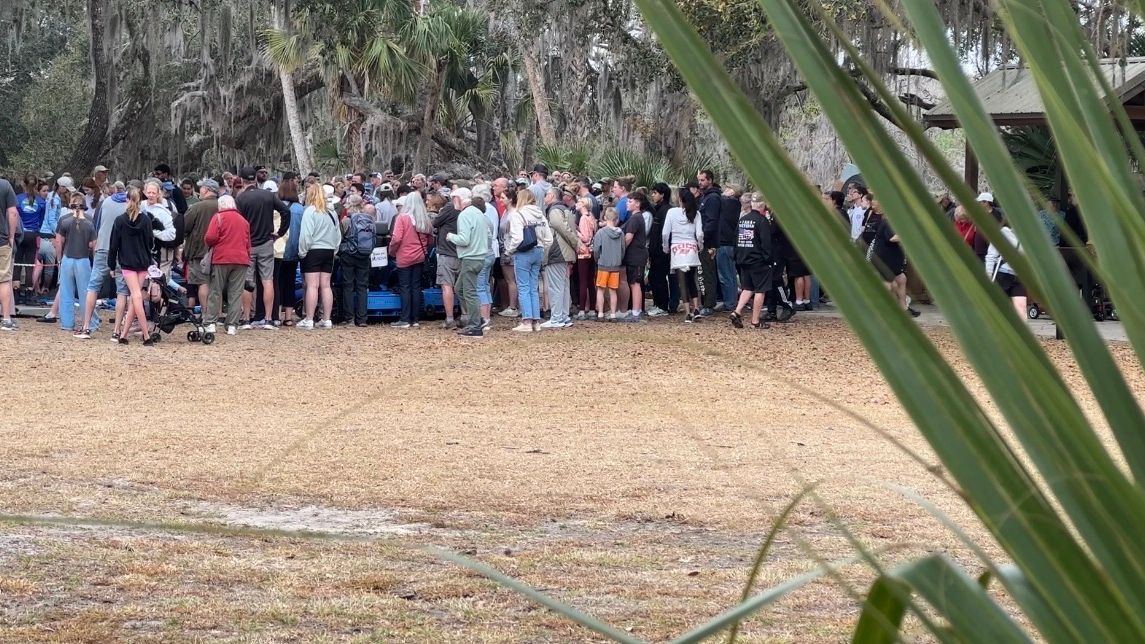 Manatees rehabilitated at SeaWorld sent back into the wild