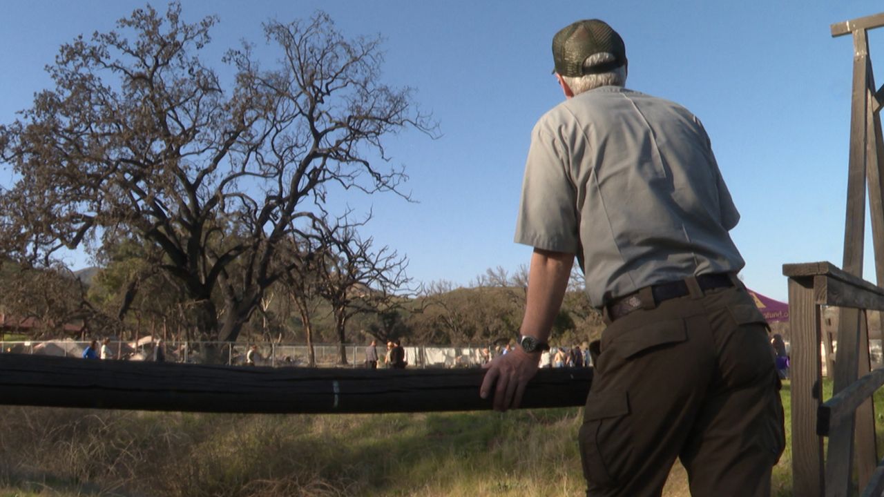 Visitors Say Goodbye to Iconic Witness Tree at Paramount Ranch