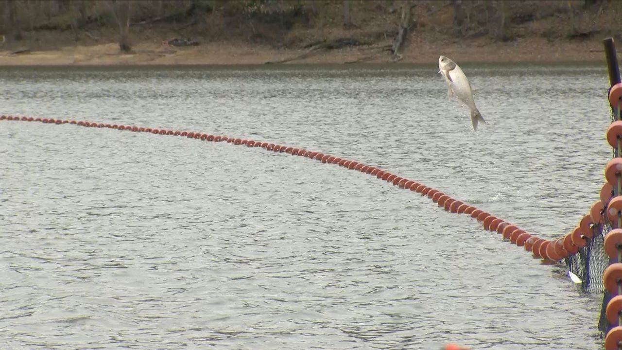 Kentucky Testing New Method to Control Asian Carp