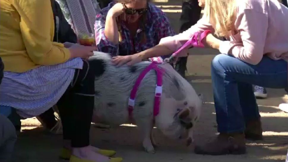 Pig Pageant Picks Prettiest Pig in Central Texas