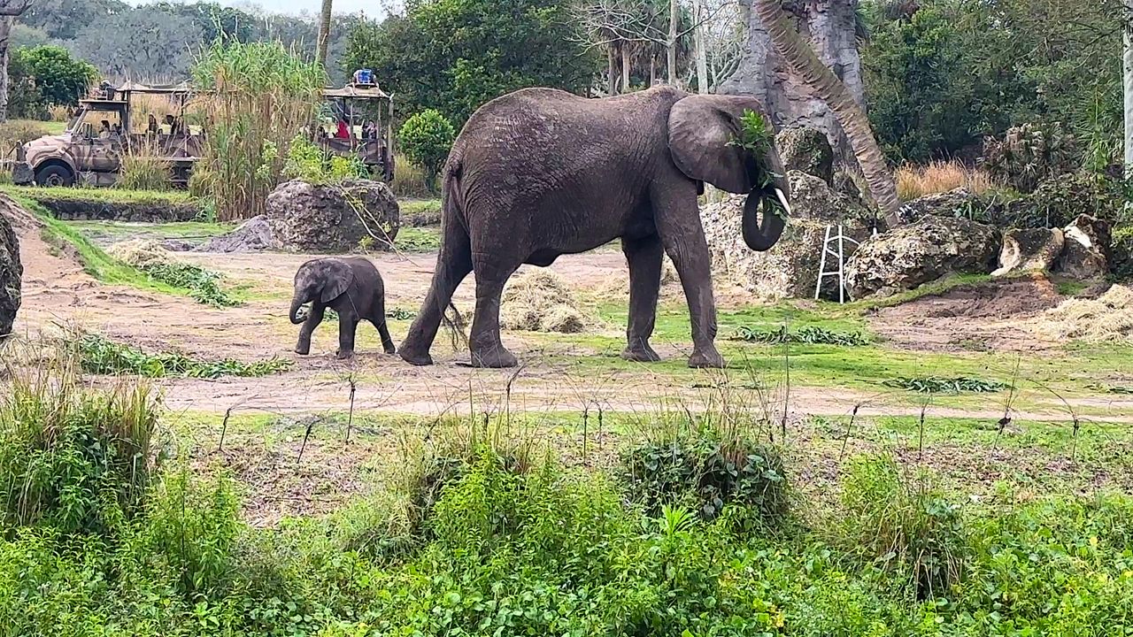Learn about elephants at Animal Kingdom