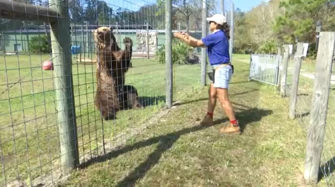 Myakka City woman keeps legacy alive at Bearadise Ranch