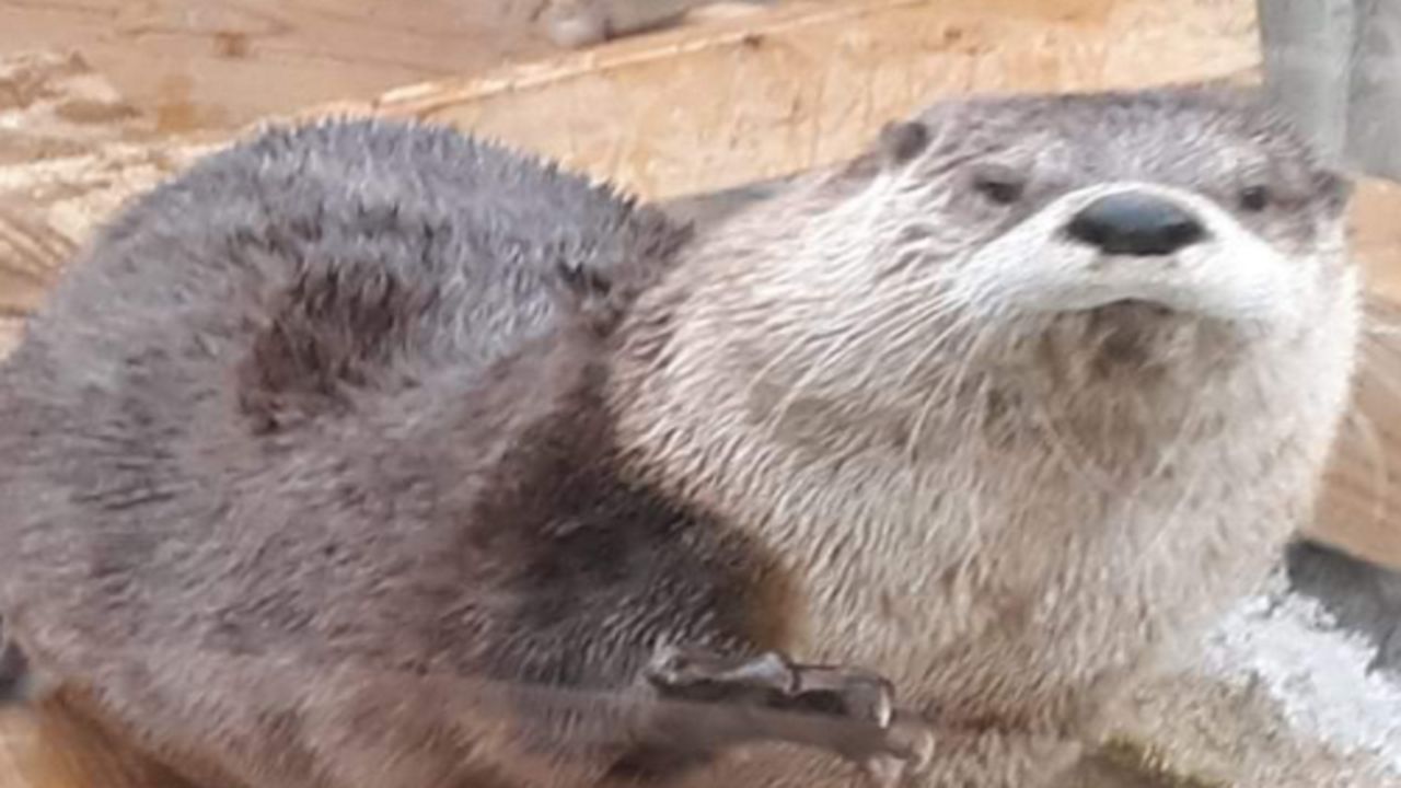 Three River Otters Missing from an NC Exotic Wildlife Sanctuary