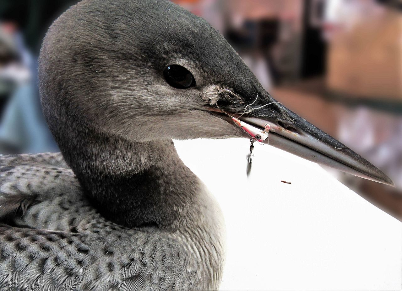 Lead poisoning is taking a toll on Wisconsin’s eagles