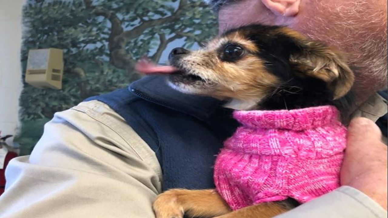 Florida family's dog, missing for nearly 2 years, found in NC