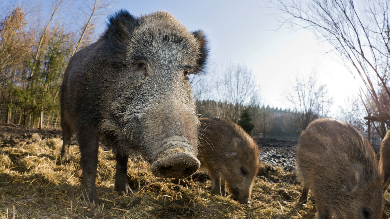 Pig problem in Corona neighborhood has homeowners hoping