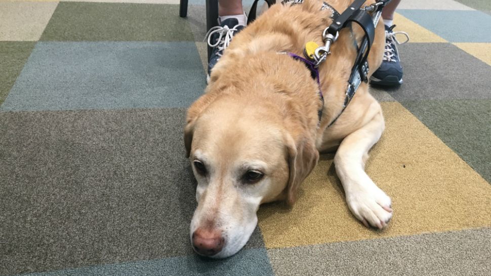 Community Steps Up To Help Victimized Service Dog Charity