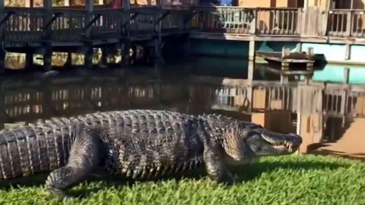 “Larry the Gator” from the Villages Finds New Home at Gatorland