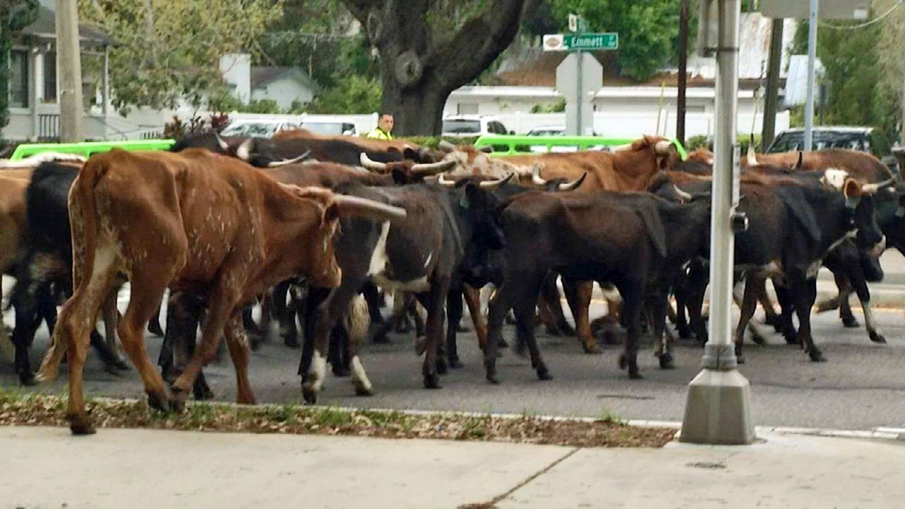 Kissimmee Rodeo Celebrates Heritage, Livestock, and “Modern Cowboys”