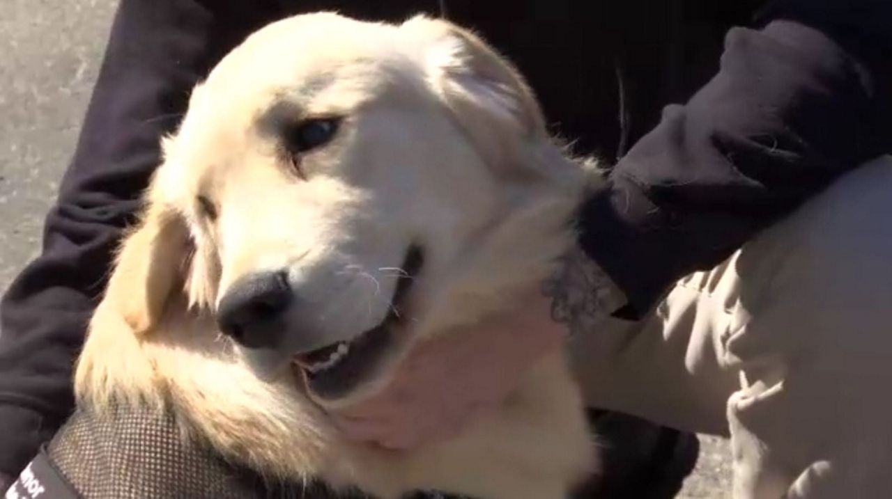Service Dog Dedicated to Veteran, Fallen Sibling