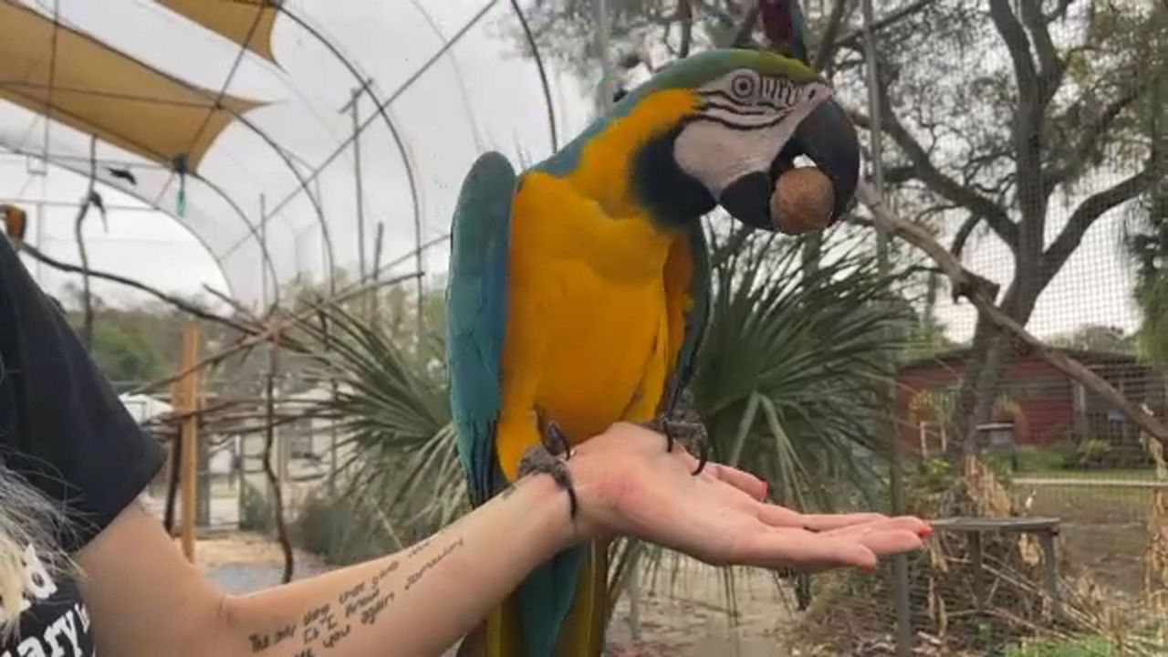 Over 800 parrots find a forever home at a Tampa sanctuary